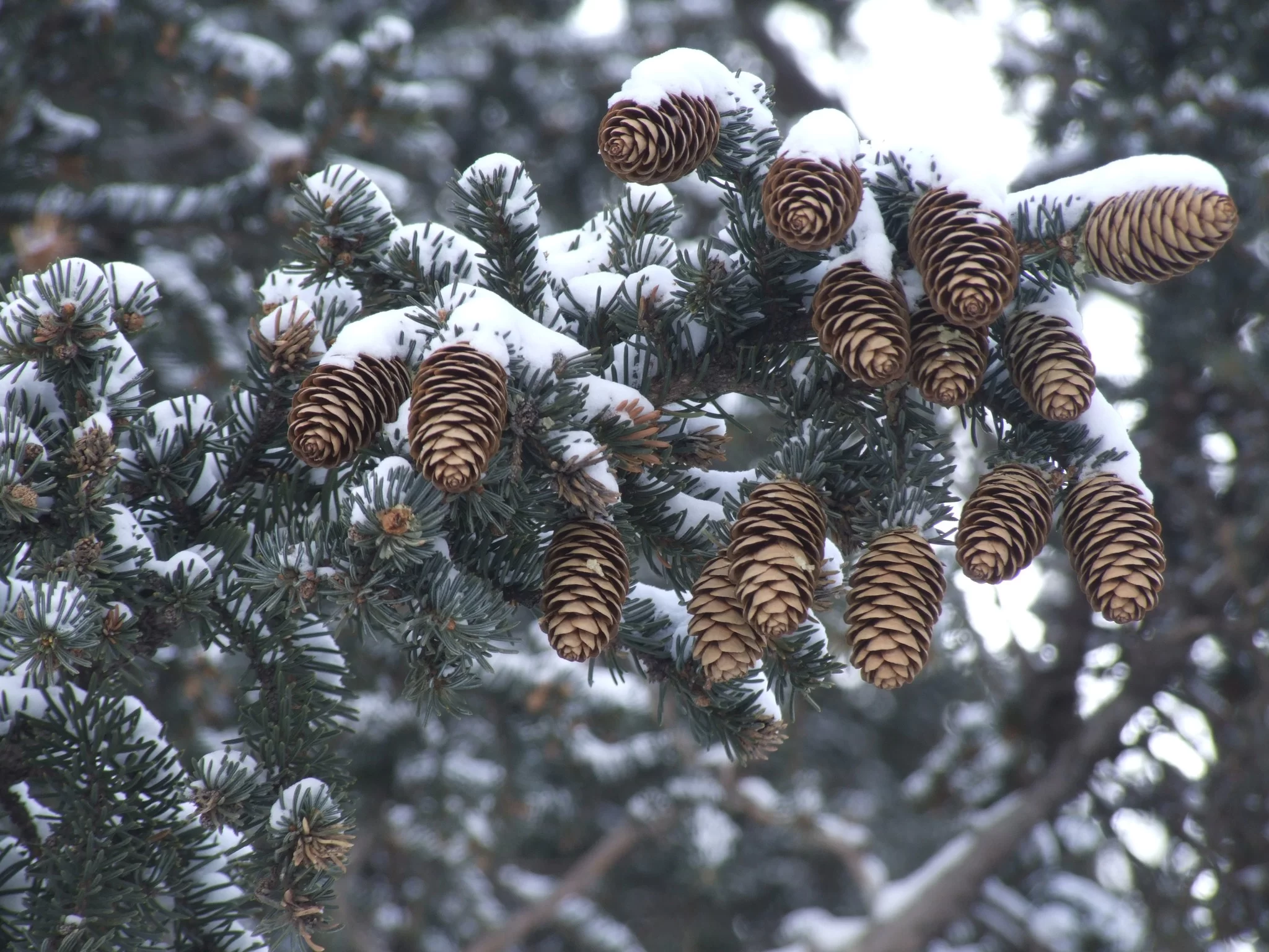 Улаанбаатарт өдөртөө 17-19 хэм хүйтэн байна » Serune.mn - Ёс зүйтэй ...
